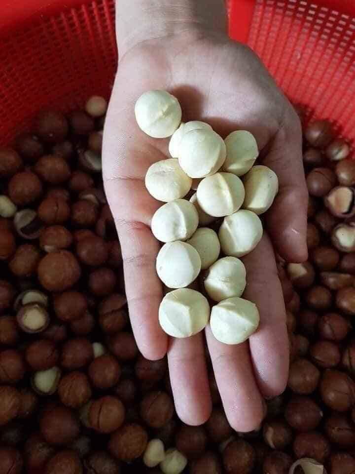 Hạt Macca là gì mà giá siêu đắt? Tác dụng của hạt Macadamia - Limoki Corp